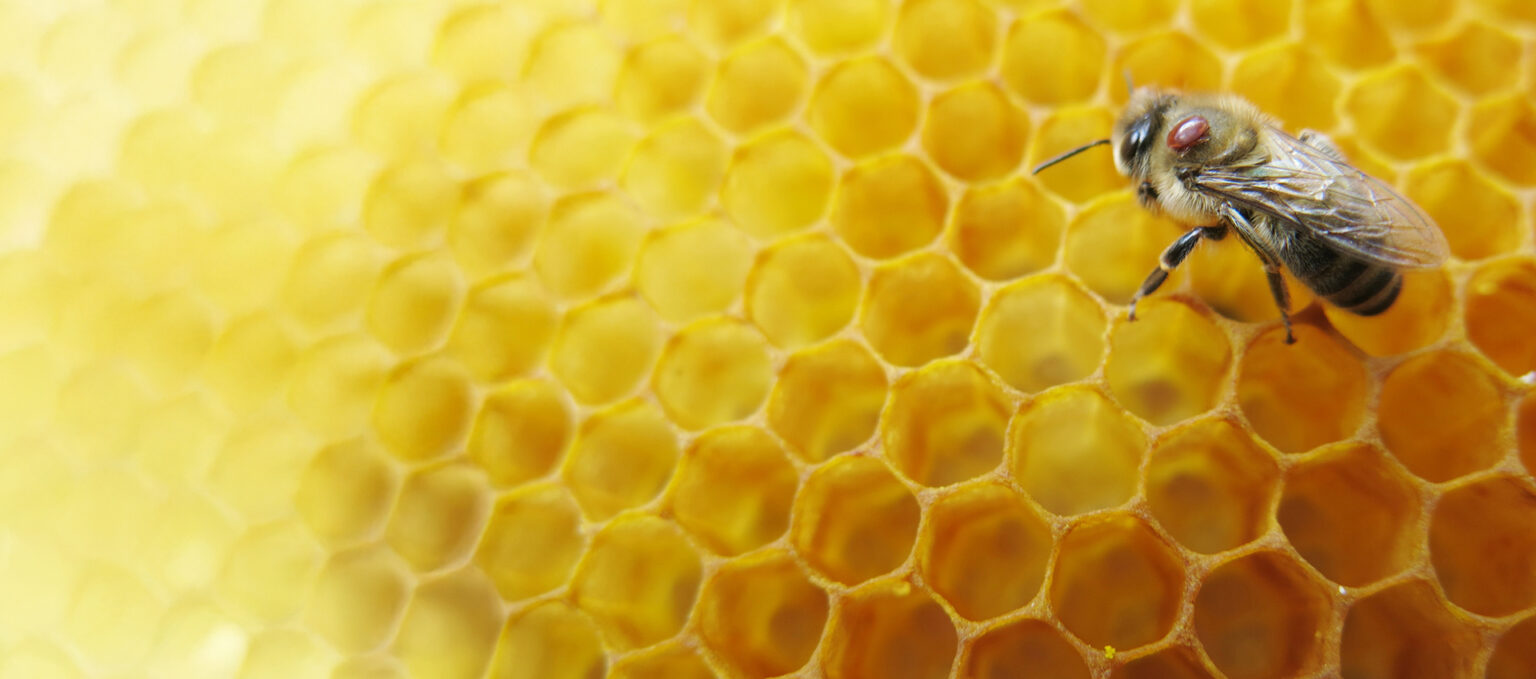 Varroa Mite in Australia: What Beekeepers Need to Know - B-TRACE Australia